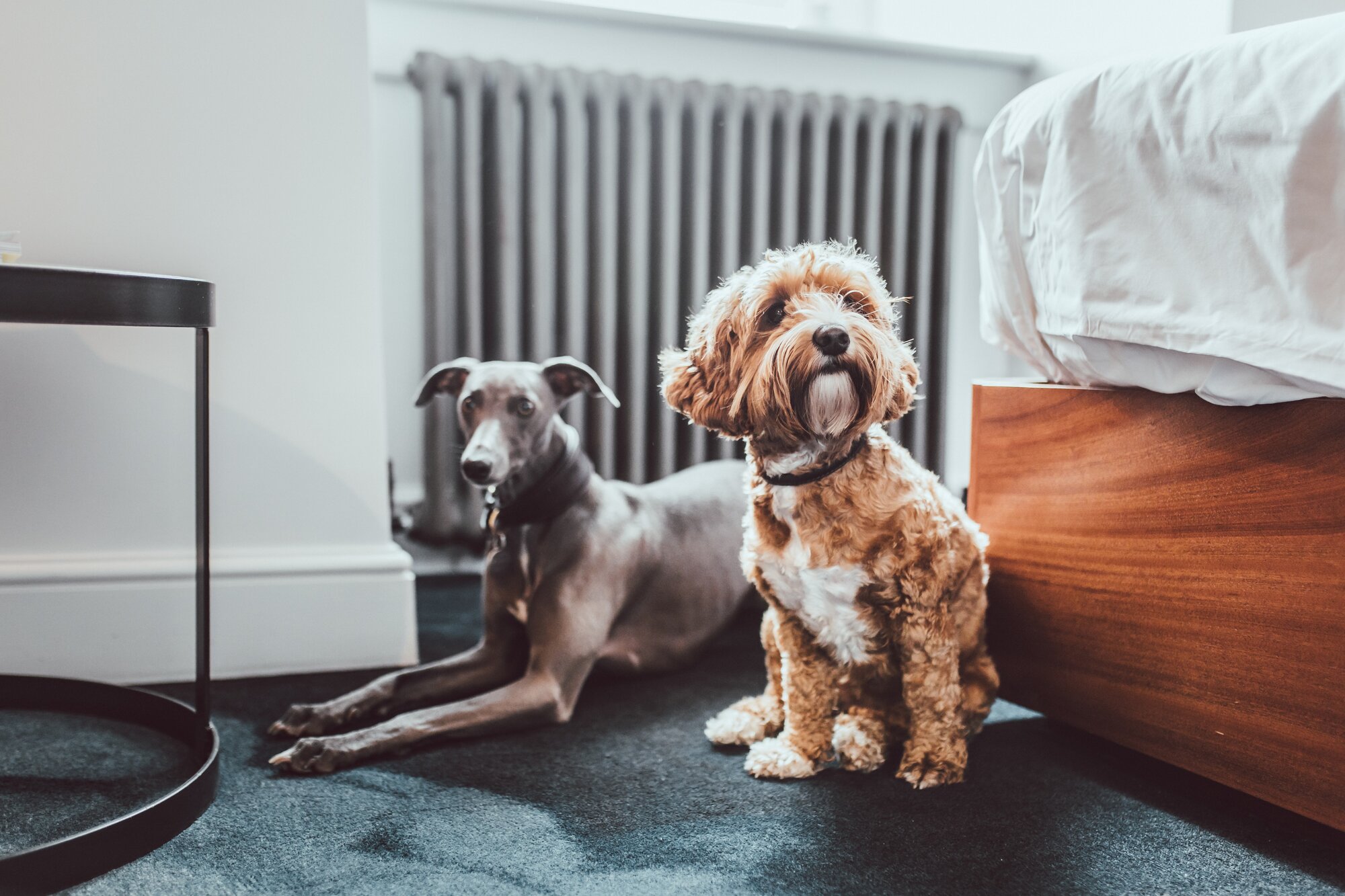 Dogs stay free this summer